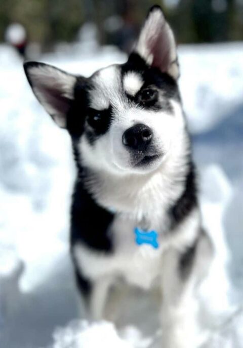 Periwinkle Pomskies Homepage | Stellar Canine Academy