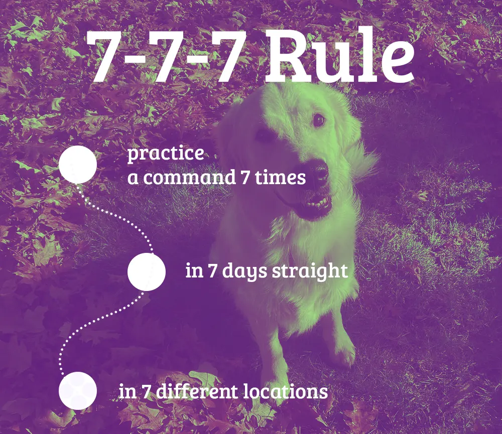 How to Get Your Dog to Listen | Stellar Canine Academy
